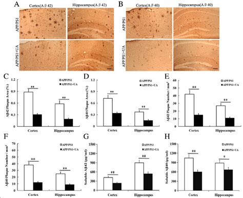 Ua Alleviated Brain Aβ Burden In App Ps1 Mice A Representative Images