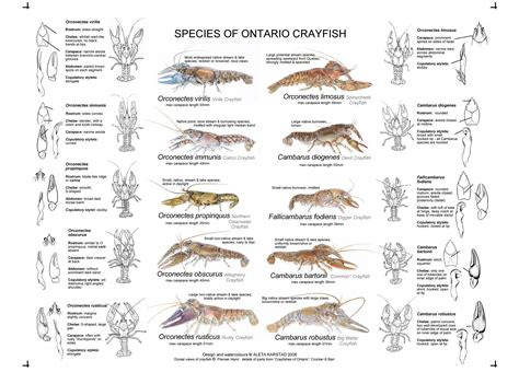 On Nature Magazine Crayfish Guide Page 1