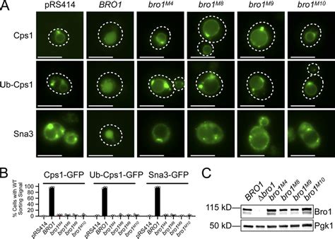 bro1 v domain mutations disrupting vps4 stimulation in vitro disrupt