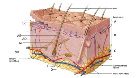 Bio 120 Unit 2 Flashcards Quizlet