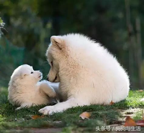 薩摩耶犬Samoyed 每日頭條