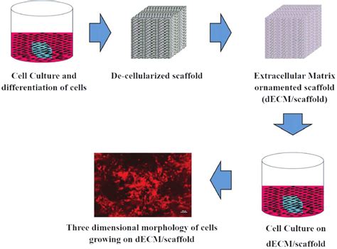 The Flow Diagram Of The Decellularization Process For The Porous Download Scientific Diagram