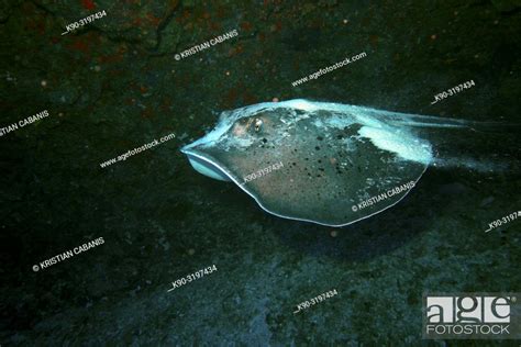 Feather Tail Sting Ray Pastinachus Sephen Fleeing The Scene With Some