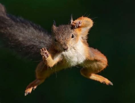 Create Meme Squirrel Dancing Squirrel Protein Pictures Meme