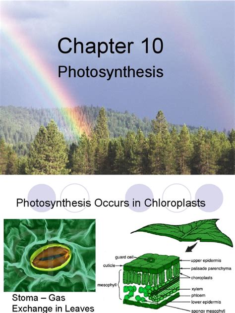 Pdf Ch10 Photosynthesis Dokumen Tips