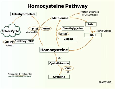 Bhmt Gene Methylation Homocysteine And Betaine