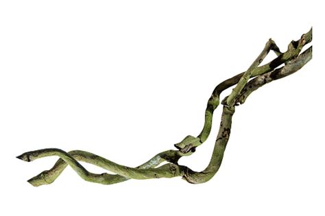 나무 뿌리 나선형 트위스트 정글 나무 가지 흰색 배경에 고립 된 포도 나무 리아나 식물 자연 프레임 정글 테두리 꽃 Desaign 클리핑 경로가 포함되어 있습니다 Hd