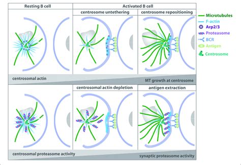 Microtubule Actin Crosstalk At The B Cell Synapse Upper Panel In Download Scientific