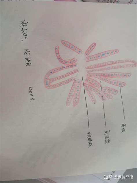 新鲜出炉的组胚肝小叶手绘图 知乎