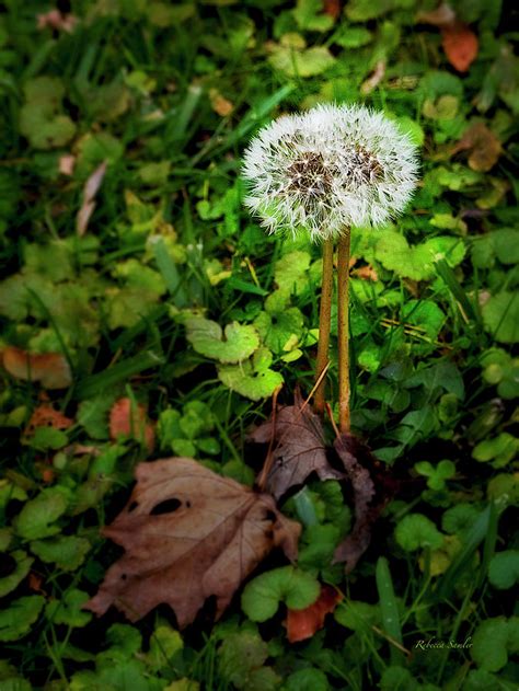 Hunkering Down Photograph By Rebecca Samler Fine Art America