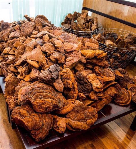 Phellinus Linteus Organic Tradekorea