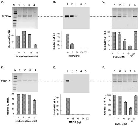 Pedf Is A Substrate For Mmp 2 And 9 Enzymes Effects Of Incubating