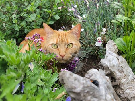 Red Tabby Cat Hiding In The Shrubs Among Flowers Stock Photo Image Of Intense Orange