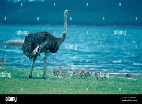 South Struthio Camelus Australis African Ostrichs Female With Chicks