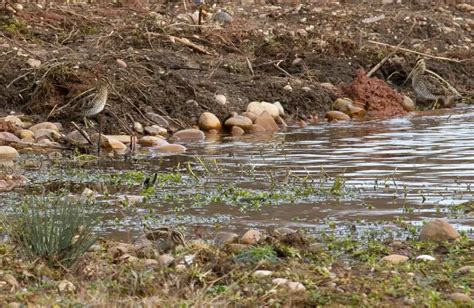 Jack Snipe Facts Diet Habitat And Pictures On Animaliabio