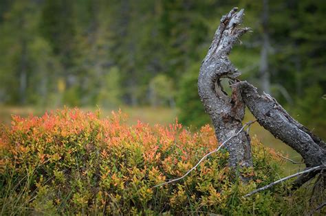 자연 그루터기 떨어지다 Pixabay의 무료 사진 Pixabay