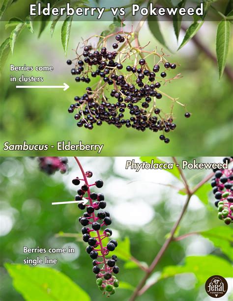 Elderberry Benefits Lookalikes Safety And Processing