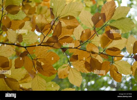 Autumn Trees Uk Trees Autumn Uk British Leaf Leaves Golden Forest Branches Trunk Yellow Falling