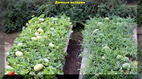15 важных советов по выращиванию арбузов и дынь: основные нюансы ...