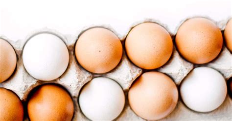 Eggs 101 Everything You Need To Know About Eggs 🍳