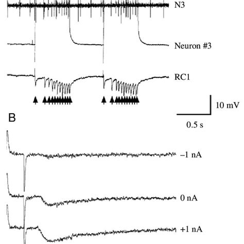 Inhibitory Synaptic Input From Neuron 3 To The Receptor Cell Of The