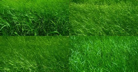 风吹芦苇视频素材下载