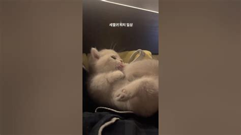 세상에서 제일 귀여운 고양이 치치 Youtube
