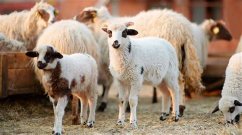 Heraklion Preventive Measures After A Suspected Case Of Smallpox In Sheep And Goats