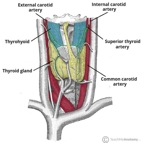 Nerves Of The Back Teachmeanatomy