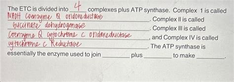 Solved The ETC Is Divided Into 4 Complexes Plus ATP Chegg Com
