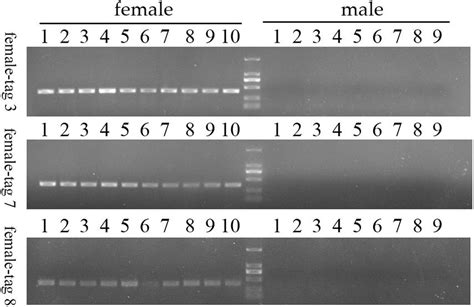 Frontiers Identification Of Sex Specific Markers Through 2b Rad