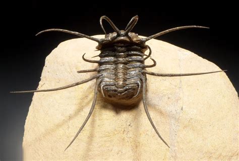 Spiny Ceratonurus Devonian Trilobite