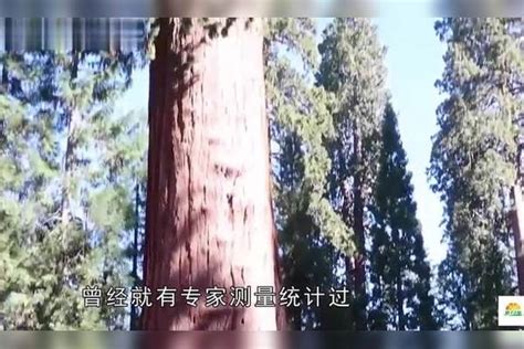 全球最高的树身高堪比80层楼为何我国却禁种 身高 我国 全球