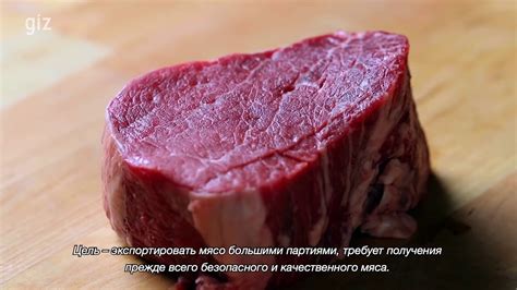 Порода крупного рогатого скота Абердин ангус Youtube