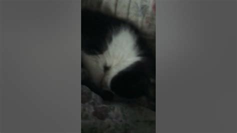 Mi Michita ️ Youtube