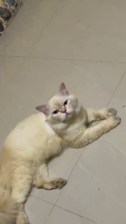 Cat Pecintakucinglucu Catlover Kitten Cute Pets Kucinglucu