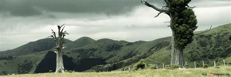 Ghost Tree 4K Wallpaper Download