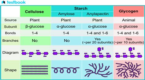 Understanding Polysaccharides Types Characteristics And Functions