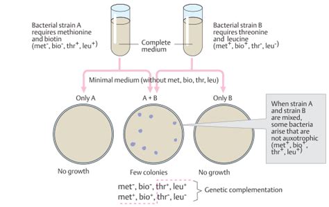 Recombination In Bacteria Magazine Science