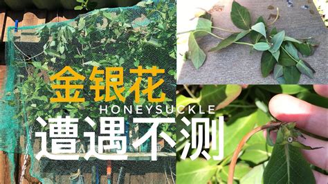 金银花Geißblatt 花枝嫩芽被不明物种横切一刀 你是否也遇到过此类情况 求解它是谁 为什么要这么做 豹纹木蠹蛾 01 05 2023