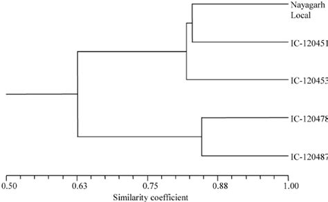 dendrogram constructed on the basis of rapd data in genotypes of
