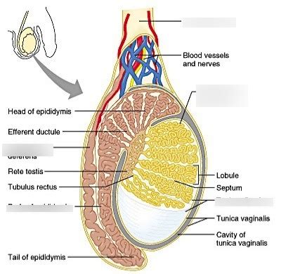 Testis Anatomy Model