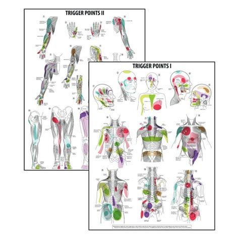 Anatomy Lab Trigger Points I And Ii Laminated Poster Set