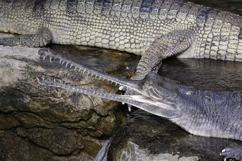Gharial Gavialis Gangeticus Zoochat