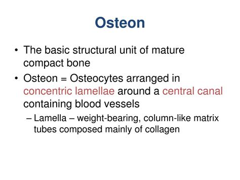 Ppt Osseous Tissue And Bone Structure Powerpoint Presentation Free