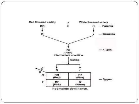 5principlesofinheritanceandvariationpptx