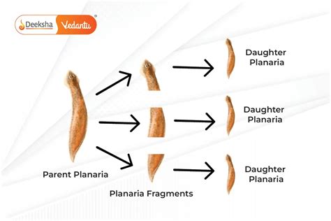 How Do Organisms Reproduce Class 10 Science Guide