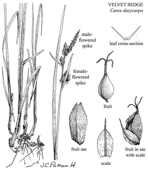 Sedge Grass Like Plant With Edges