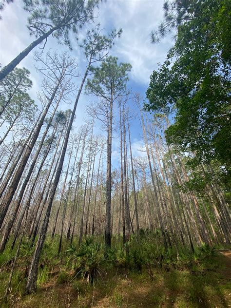 Florida Ecosystems Pine Flatwoods