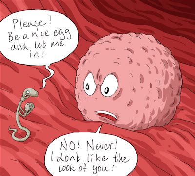 AP II MALE REPRODUCTIVE SYSTEM Flashcards Quizlet